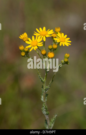 Field Fleawort, Tephroseris integrifolia, Asteraceae. Syn. Senecio ...
