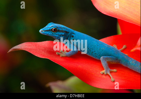 Williams' Dwarf Gecko, Electric Blue Gecko (Lygodactylus williamsi ...