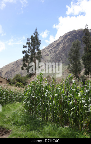 Peru Ollantaytambo Ollanta Olla Stock Photo - Alamy