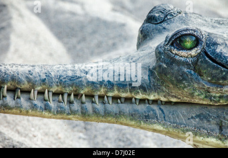 Gavial in Chitwan National Park Stock Photo - Alamy