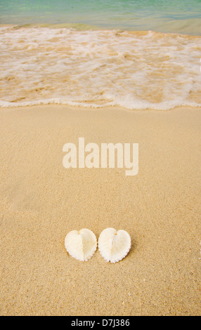 Shell and surf. Sea shells on the ocean, thrown out by the waves of the ...