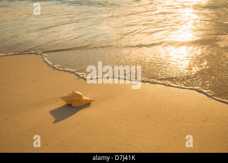 Jamaica, Shell on beach Stock Photo - Alamy