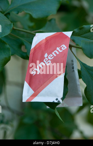A red V shape packet of Amblyseius andersoni mite predators on ...