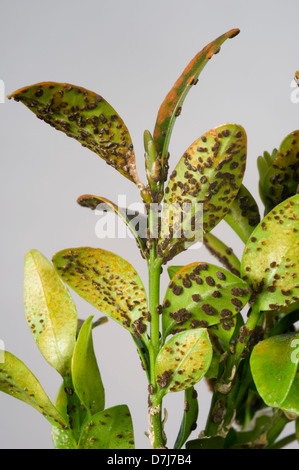 Box rust, Puccia buxi, pustules on the lower surface of a diseased ...