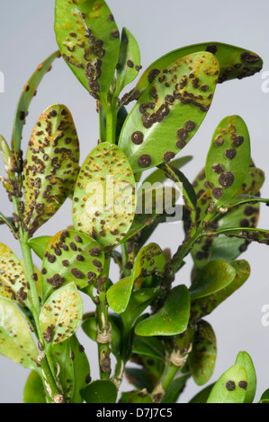 Box rust, Puccia buxi, pustules on the upper surface of a diseased ...