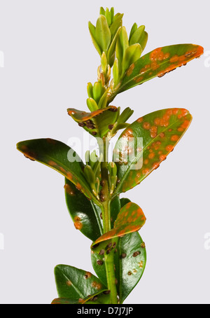Box rust, Puccia buxi, pustules on the upper surface of a diseased ...