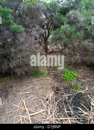 Star Swamp Trees in Perth Western Australia Stock Photo - Alamy