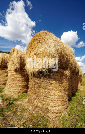 A field of grass with a row of hay bales in the foreground Stock Photo ...