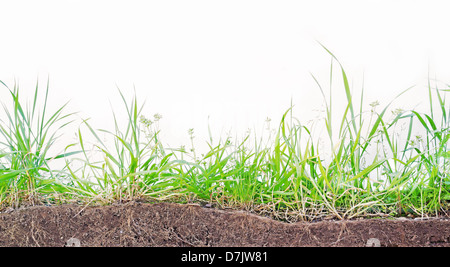 Isolated grass with roots in earth on white background Stock Photo - Alamy