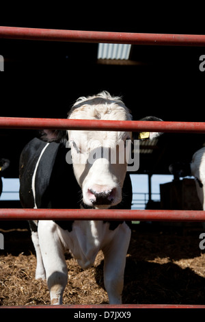 Hereford cross beef cattle Stock Photo - Alamy