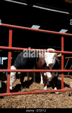 Hereford cross beef cattle Stock Photo - Alamy