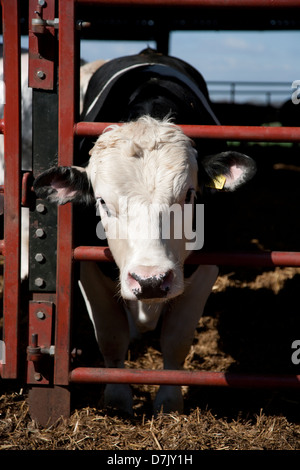 Hereford cross beef cattle Stock Photo - Alamy