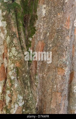 Brazilwood, Pernambuco tree, Nicaragua wood (Caesalpinia echinata ...
