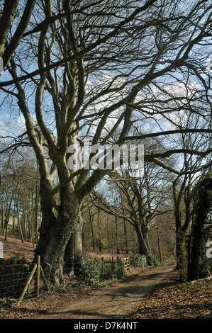 Winter beech trees in the cotswold countryside. UK Stock Photo - Alamy