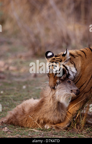 Successful hunt of a young tigress Stock Photo - Alamy