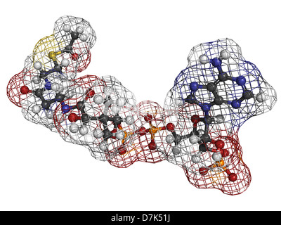 Acetyl-coenzyme A (Acetyl-coA) biochemical, molecular model. Atoms are ...