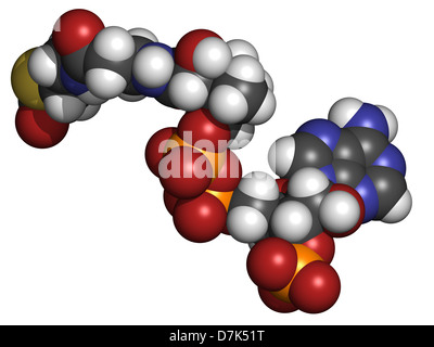 Acetyl-coenzyme A (Acetyl-coA) biochemical, molecular model. Atoms are ...
