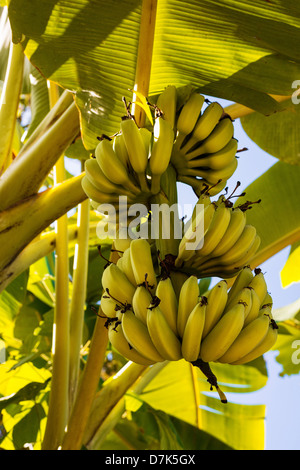 Vertical shot of bananas Stock Photo - Alamy