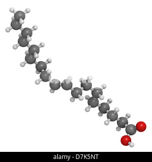 Elaidic acid trans fatty acid, molecular model. Trans fatty acids are ...