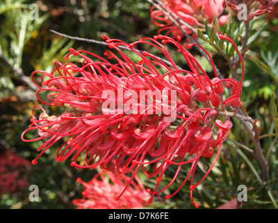 Closeup shot of an exotic bush with green and orange leaves Stock Photo ...