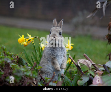 Juvenile Rabbit in garden Stock Photo - Alamy