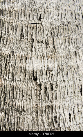 Coconut tree trunk texture background Stock Photo - Alamy