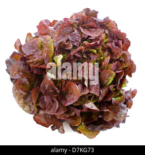 red Lactuca quercina in front of white background Stock Photo - Alamy