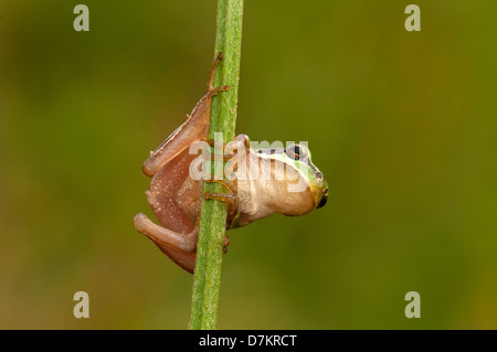 The Hylidae or the tree frog is sitting under the leaf in the tank ...