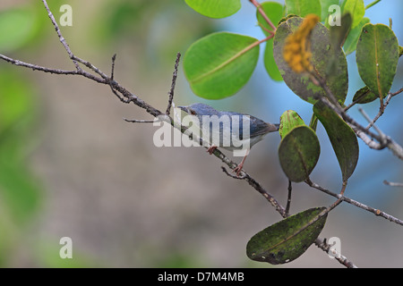 Bicoloured Conebill (Conirostrum bicolor Stock Photo - Alamy