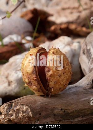Horse Chestnut split open, chestnut/conker visible inside Stock Photo ...