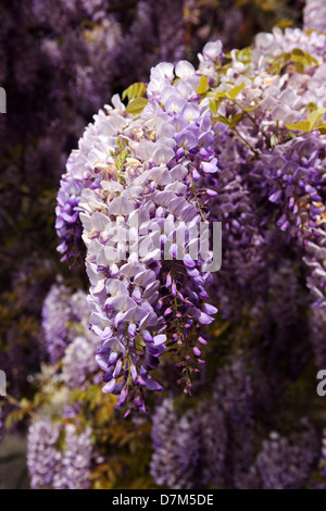 Syringa vulgaris lilac flowers blooming in spring Stock Photo - Alamy