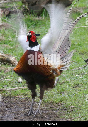 Male pheasant display on territory Stock Photo - Alamy