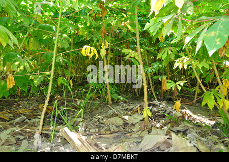 Tapioca Plant field of kerala Stock Photo - Alamy