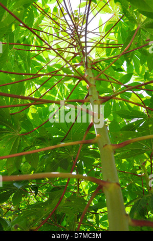 Tapioca cassava (Manihot esculenta) Kerala, South India, India, Asia ...