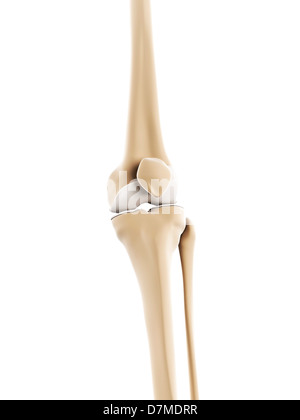 The bones of the knee Stock Photo - Alamy