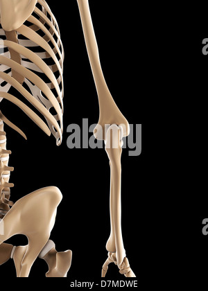 The bones of the elbow Stock Photo - Alamy