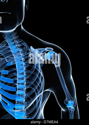 Male Clavicle Bone Anatomy - Anatomy Bones Stock Photo - Alamy