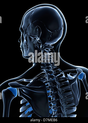 bones of the neck and shoulder Stock Photo - Alamy
