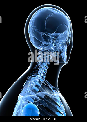 Side view of the bones of the head and neck showing the brain within ...