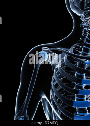 Male Clavicle Bone Anatomy - Anatomy Bones Stock Photo - Alamy