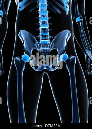 Front view of the male pelvis and hip joints Stock Photo - Alamy