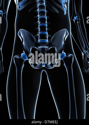 Front view of the male pelvis and hip joints. The right hip joint is ...