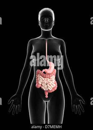 Illustration of female digestive system Stock Photo - Alamy