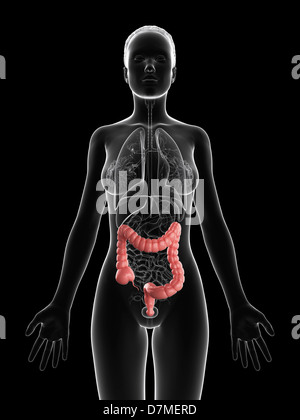 Healthy colon, artwork Stock Photo - Alamy