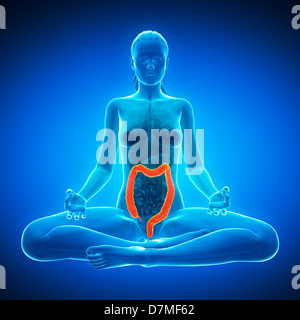 Healthy colon, artwork Stock Photo - Alamy