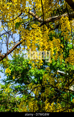 Cassia fistula -Golden shower tree Stock Photo - Alamy