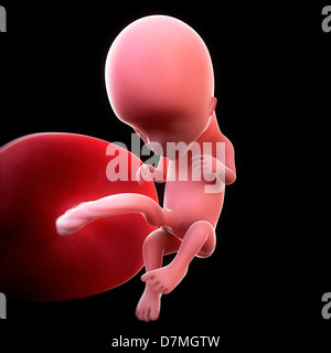 Human foetus at 12 weeks, illustration Stock Photo - Alamy