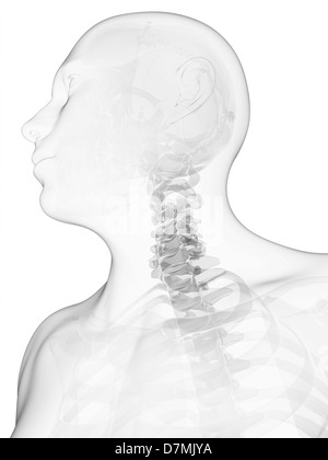Neck bones, artwork Stock Photo - Alamy