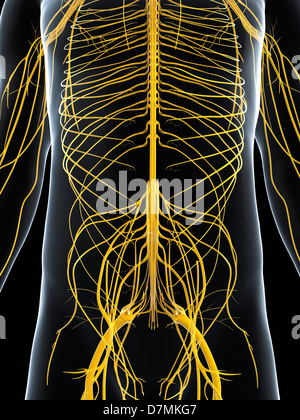 Male nerve system Stock Photo - Alamy