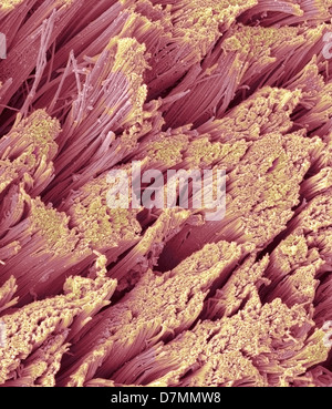 Tendon, coloured scanning electron micrograph (SEM), showing bundles of ...
